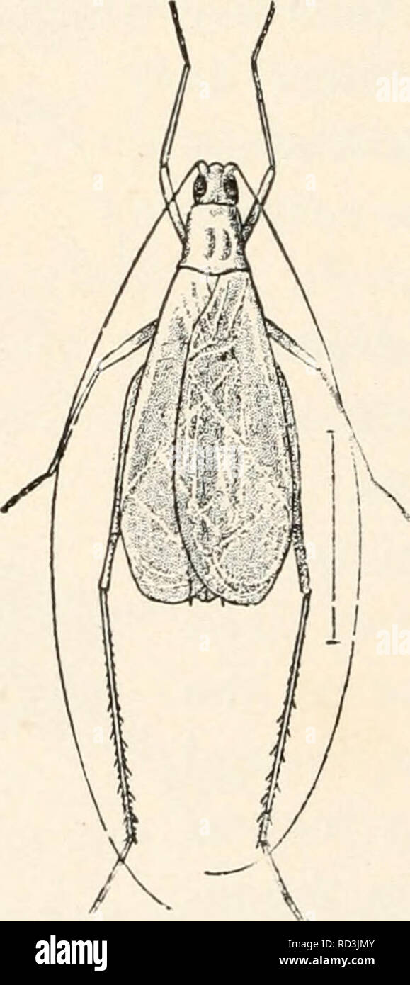 . Elementary entomology. Insects. cannibals. The eggs are laid in the ...