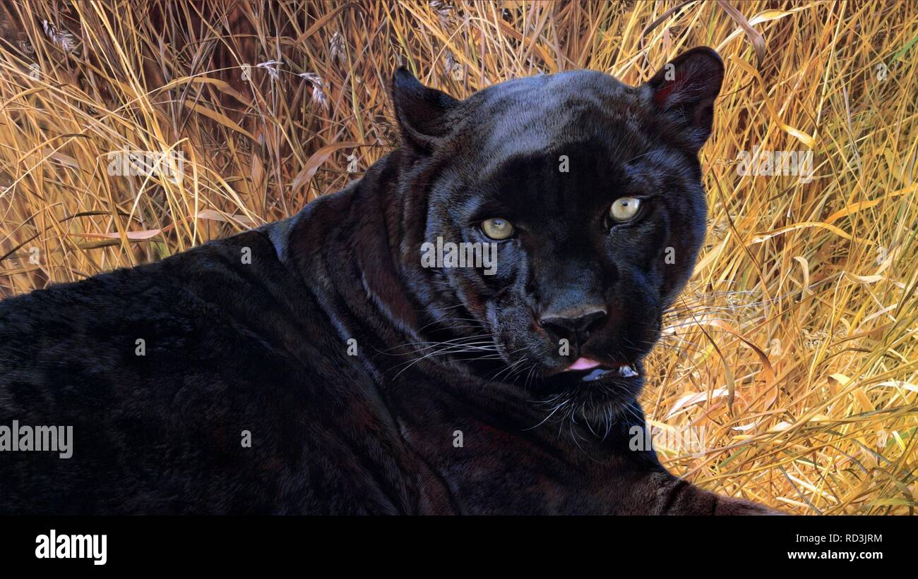 Black panther lying in grass, India Stock Photo - Alamy