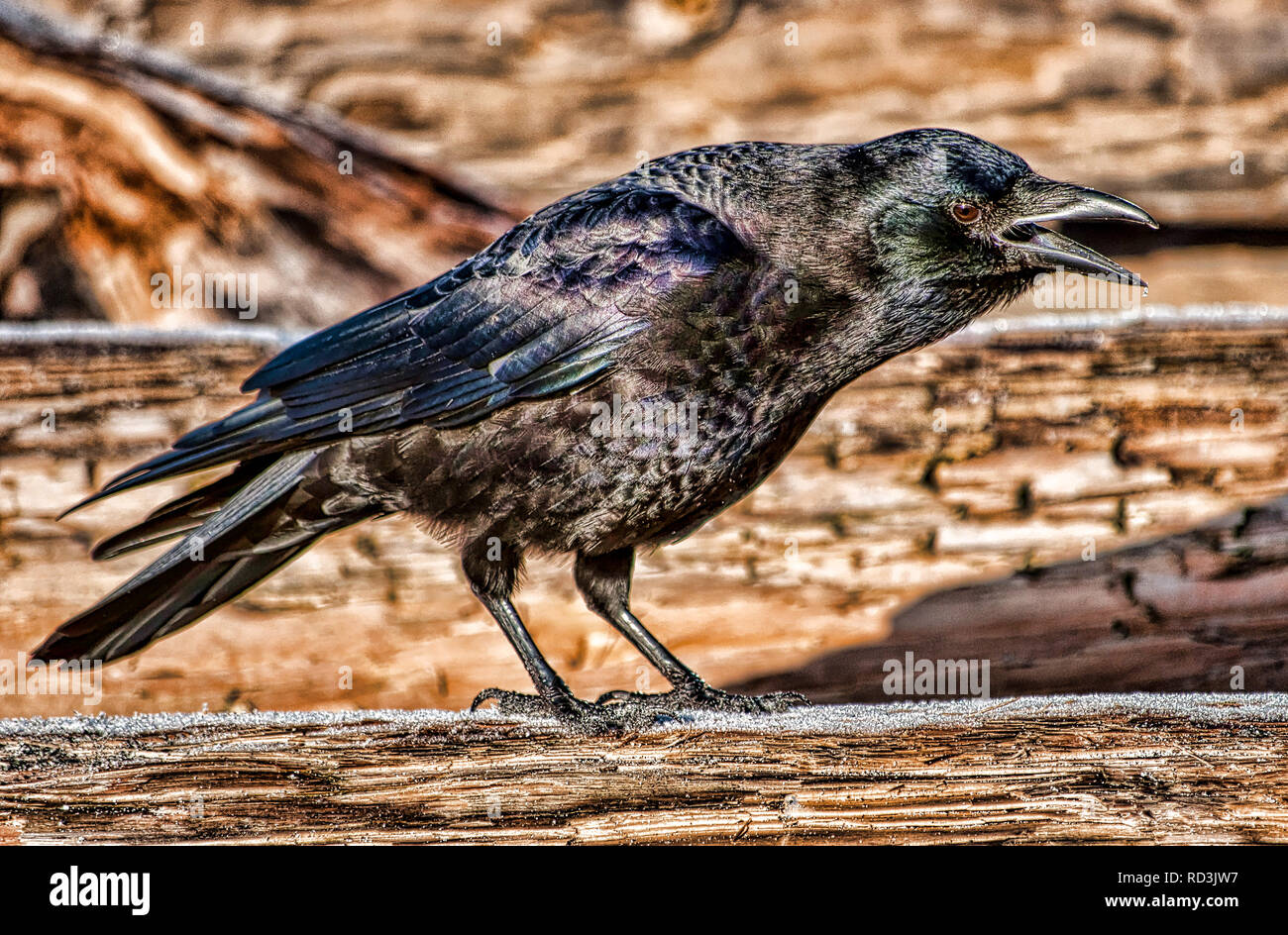 Cawing crow hi-res stock photography and images - Alamy
