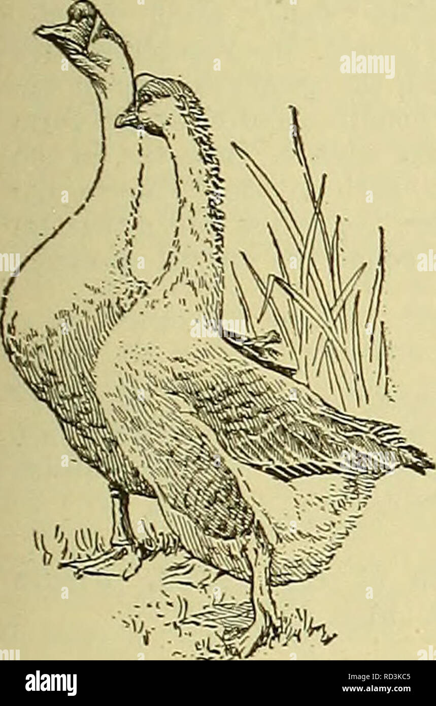 brown chinese goose weight