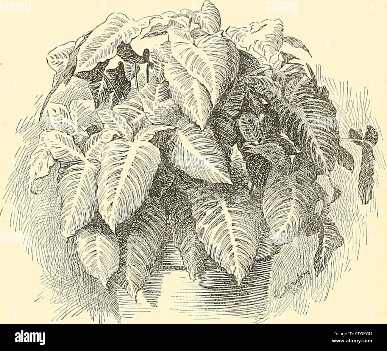 Xanthoxylum hi-res stock photography and images - Alamy