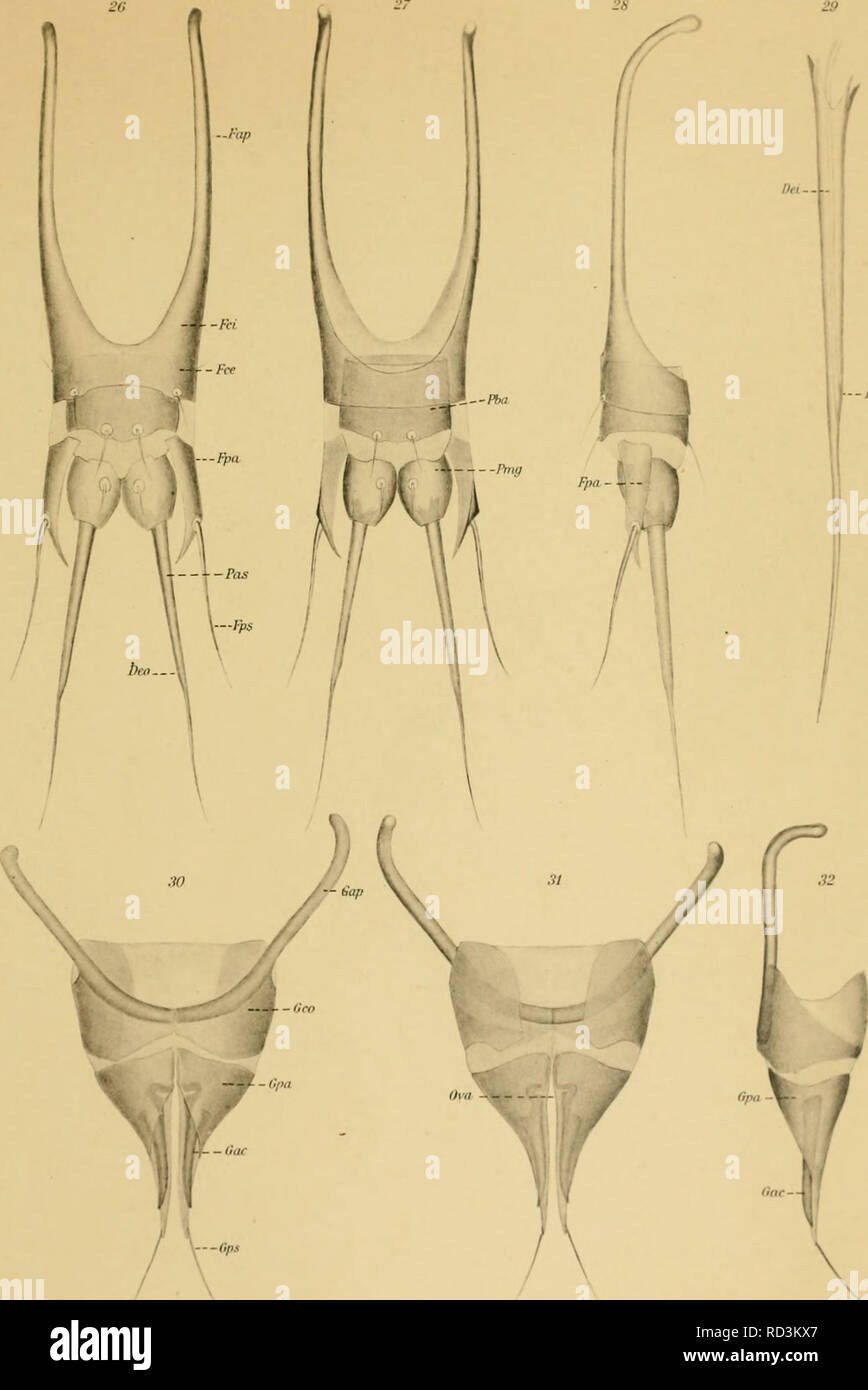 Morphologie zoologie hi-res stock photography and images - Alamy