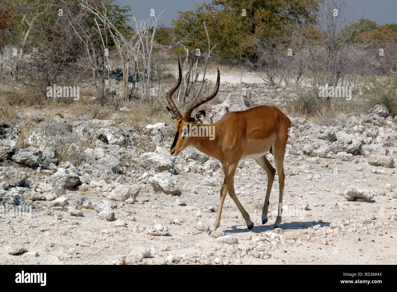 Black-faced impala, Etosha National Park, Namibia Stock Photo - Alamy