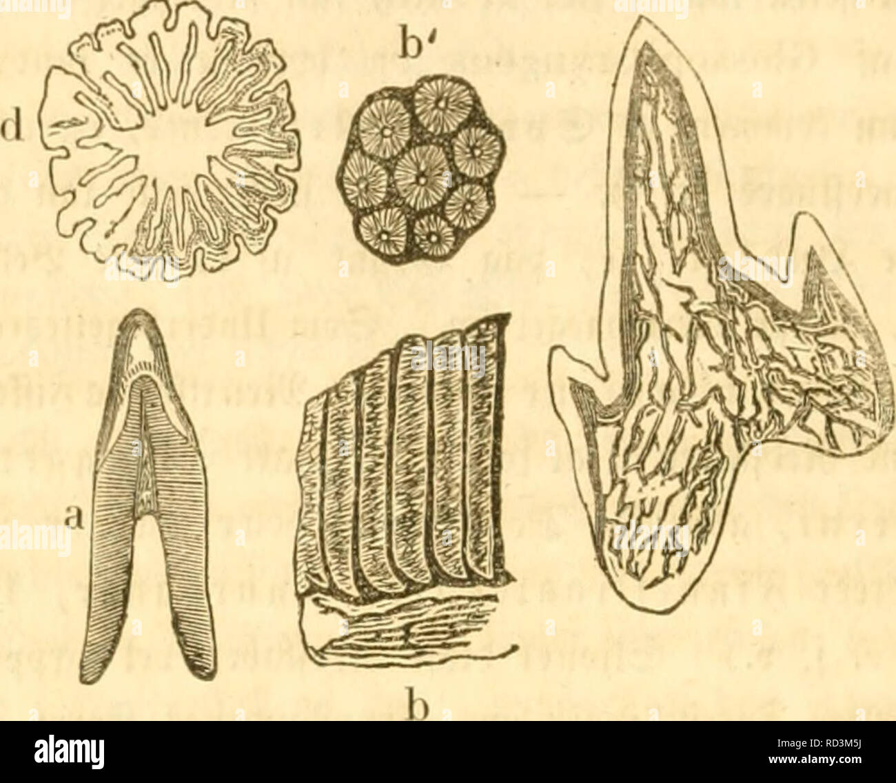 Sloma hi-res stock photography and images - Alamy