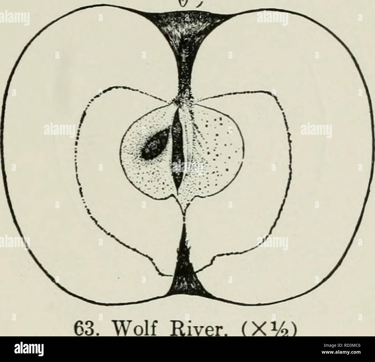 Fruits botanical characteristics hi-res stock photography and images ...