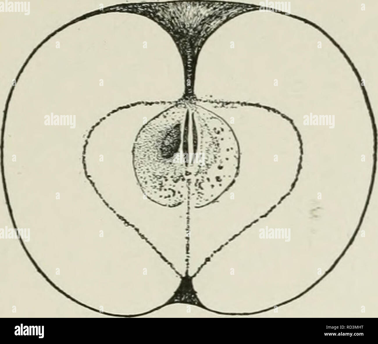 . Cyclopedia of hardy fruits. Fruit; Fruit-culture. RIBSTON ROMAN STEM ...