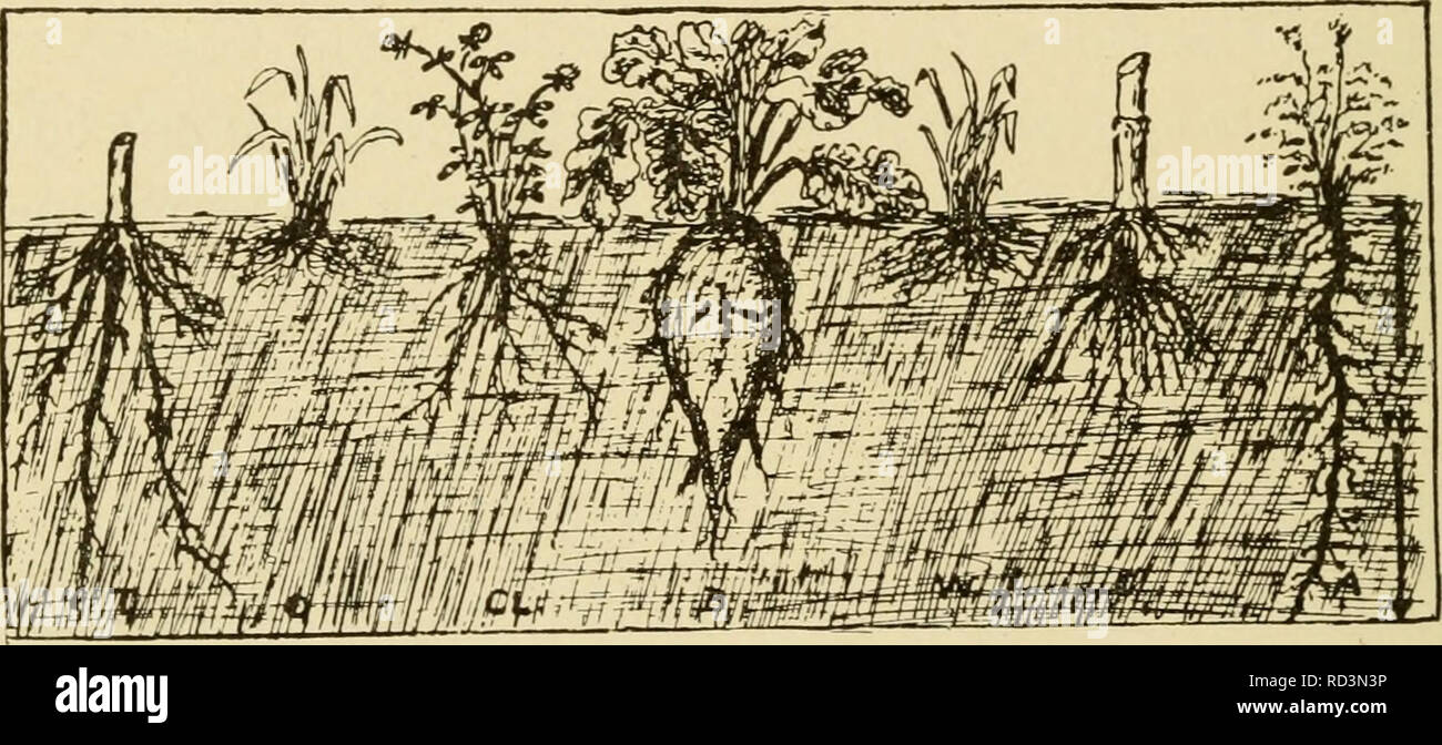 Root systems extend hi-res stock photography and images - Alamy