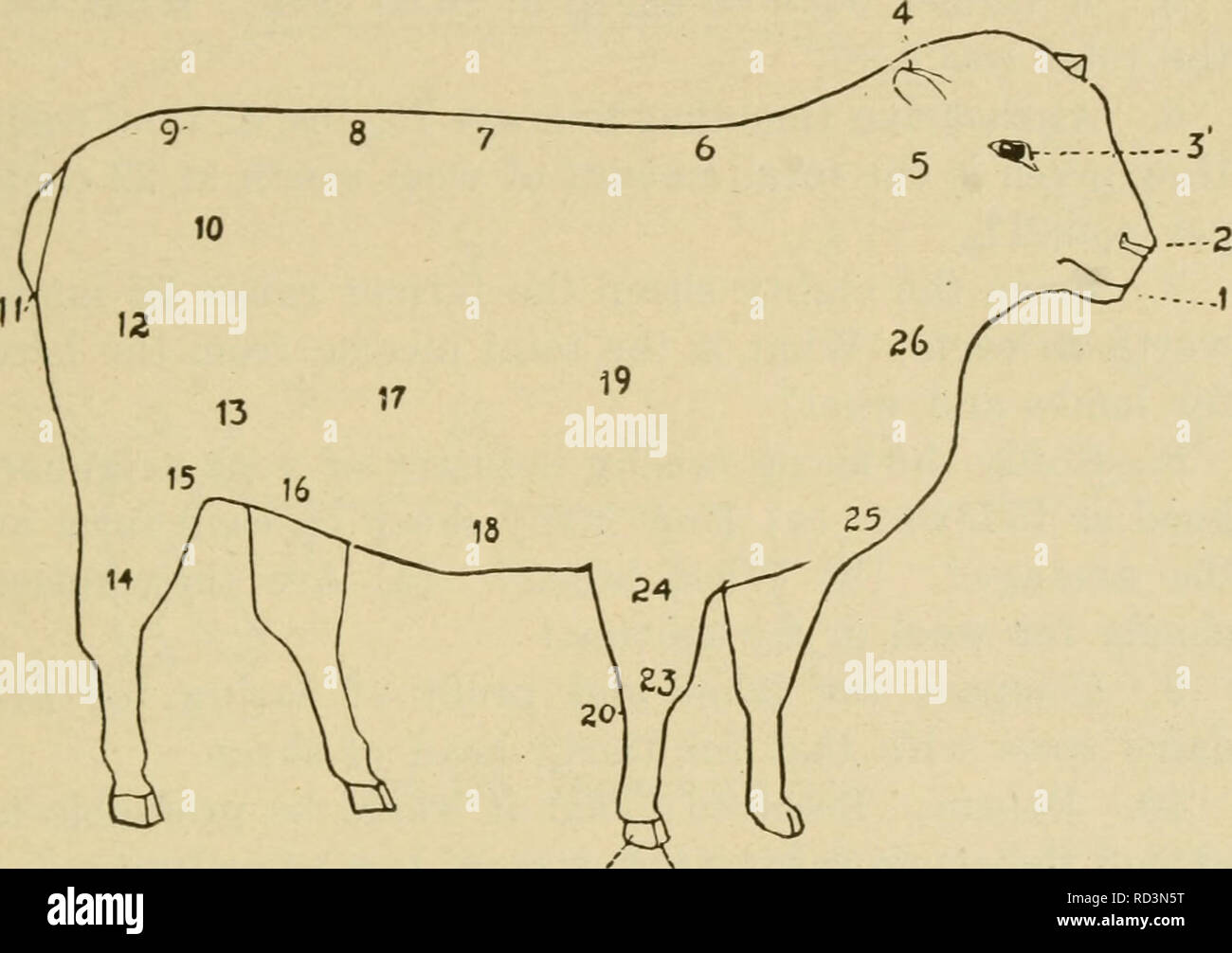 Shoulder girth hi-res stock photography and images - Alamy