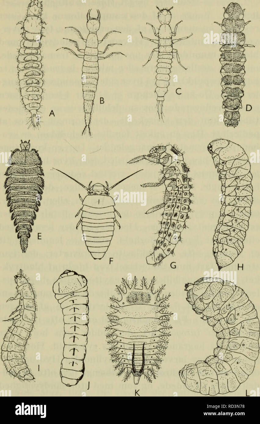Lagriidae hi-res stock photography and images - Alamy