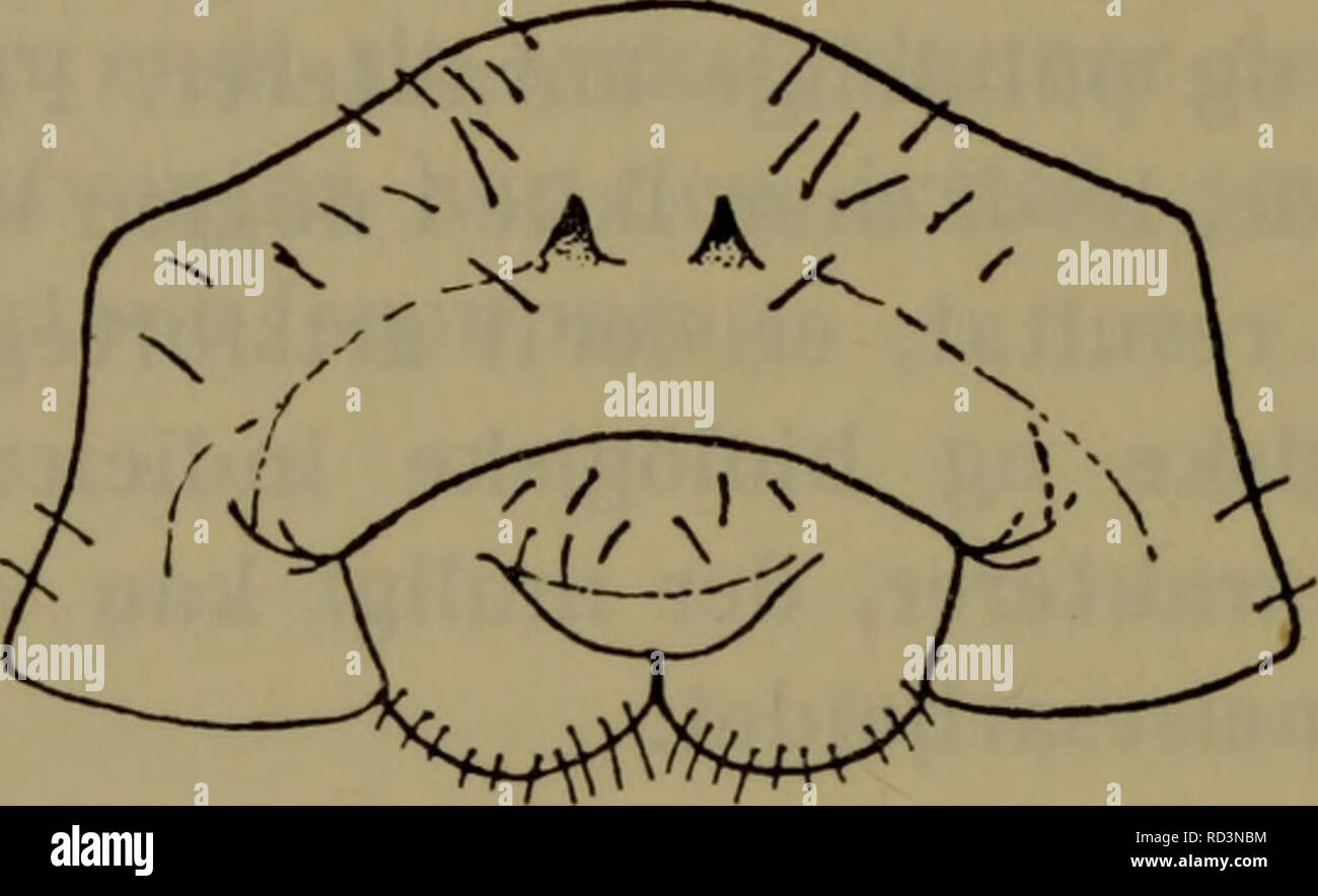 Criocephalus hi-res stock photography and images - Alamy