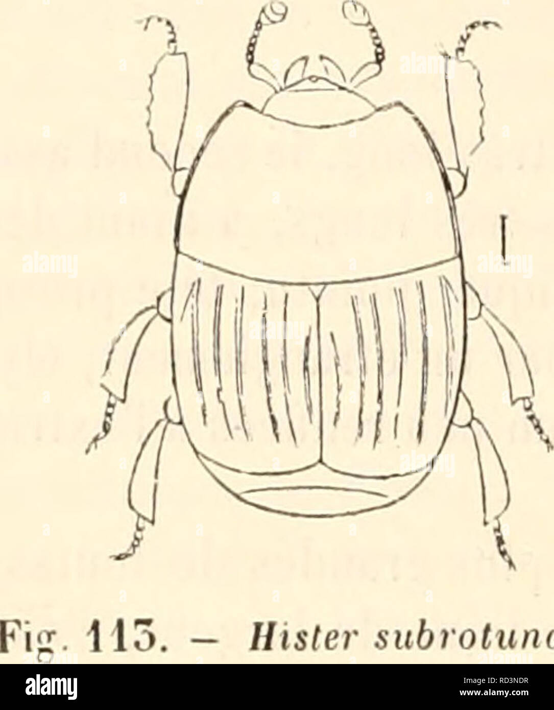 Science des insectes hi-res stock photography and images - Alamy