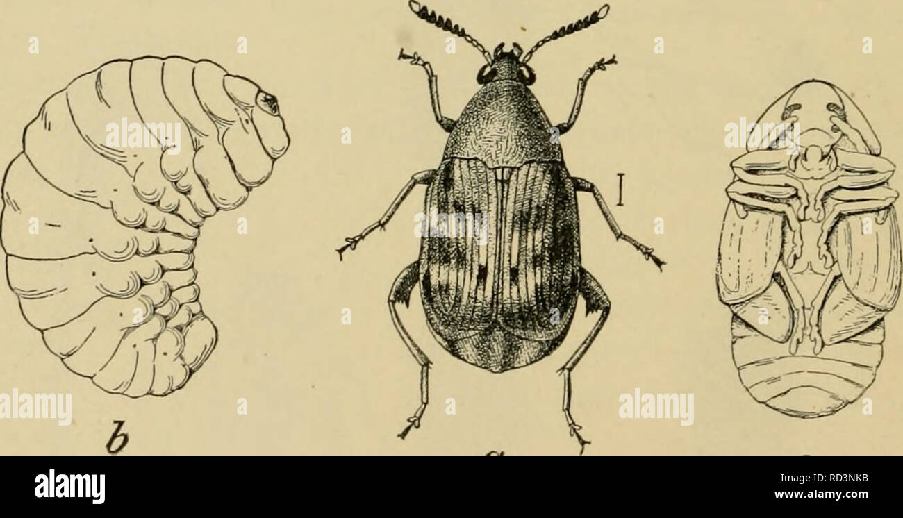 Cylindrical weevil hi-res stock photography and images - Alamy