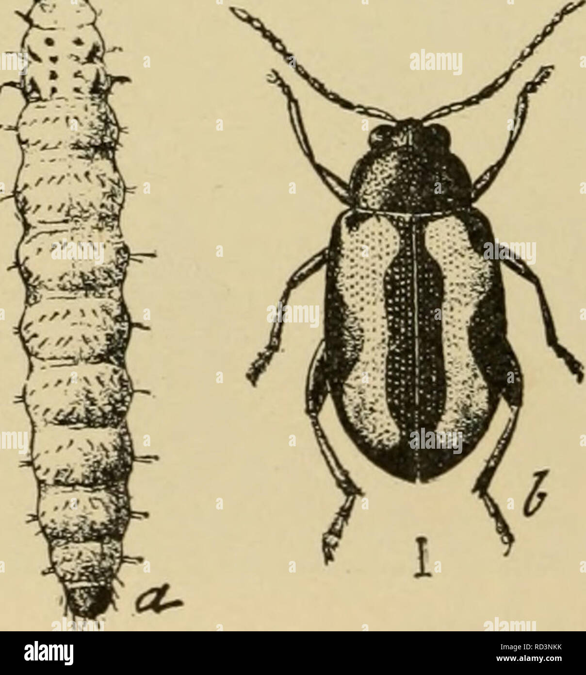 How to get rid flea beetles hi-res stock photography and images - Alamy