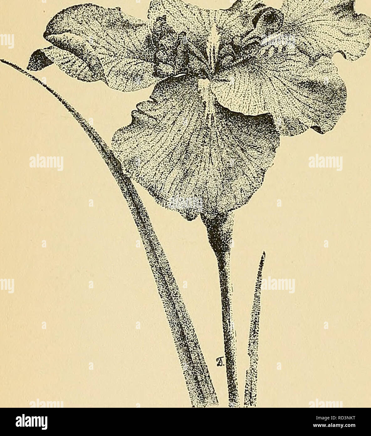 Ker fruits hi-res stock photography and images - Alamy