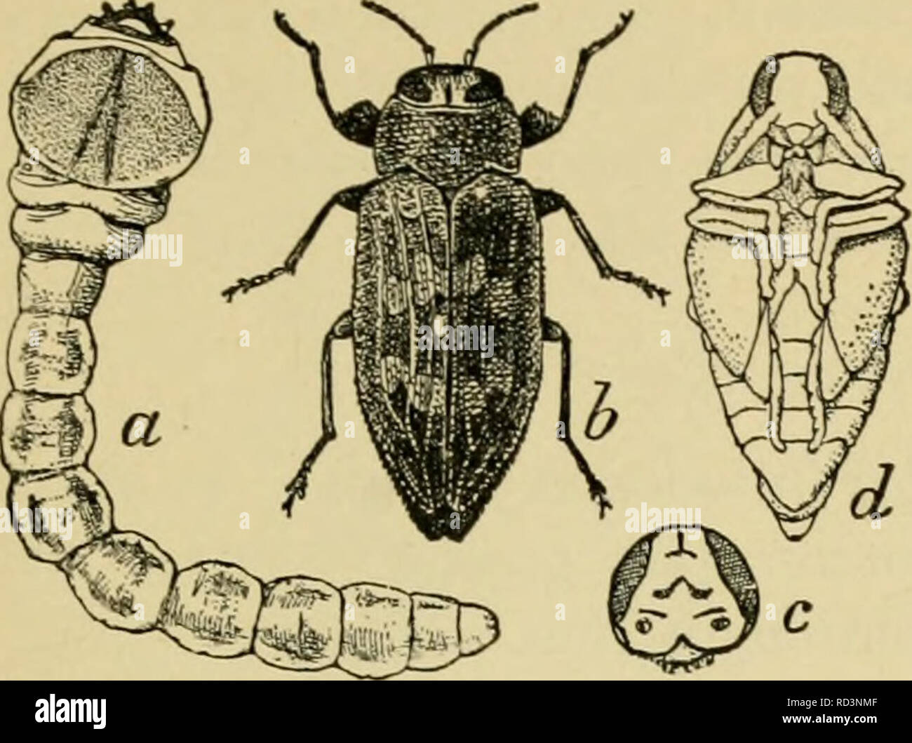 . Elementary entomology. Entomology. THE BEETLES 147. and with the ...