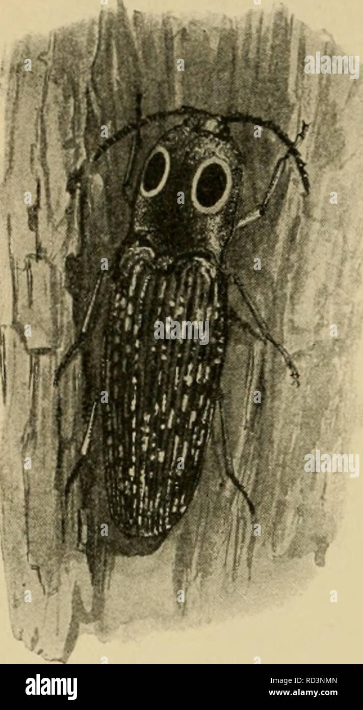 . Elementary entomology. Entomology. 146 ELEMENTARY ENTOMOLOGY a ...