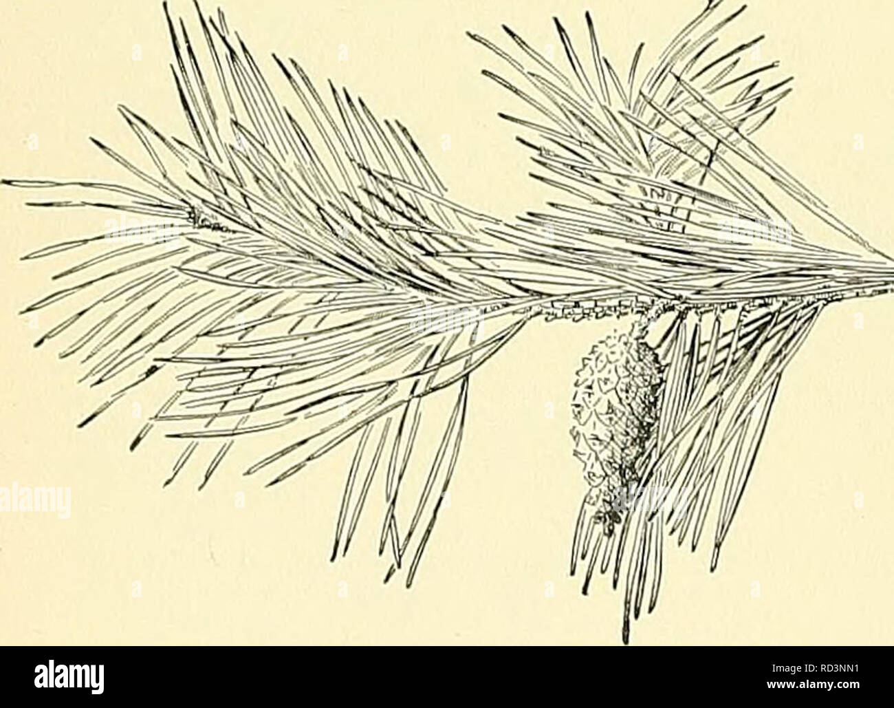 Obtuse umbo hi-res stock photography and images - Alamy