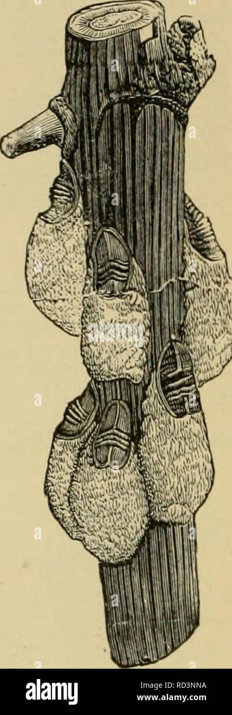 Scale insect maple hi-res stock photography and images - Alamy