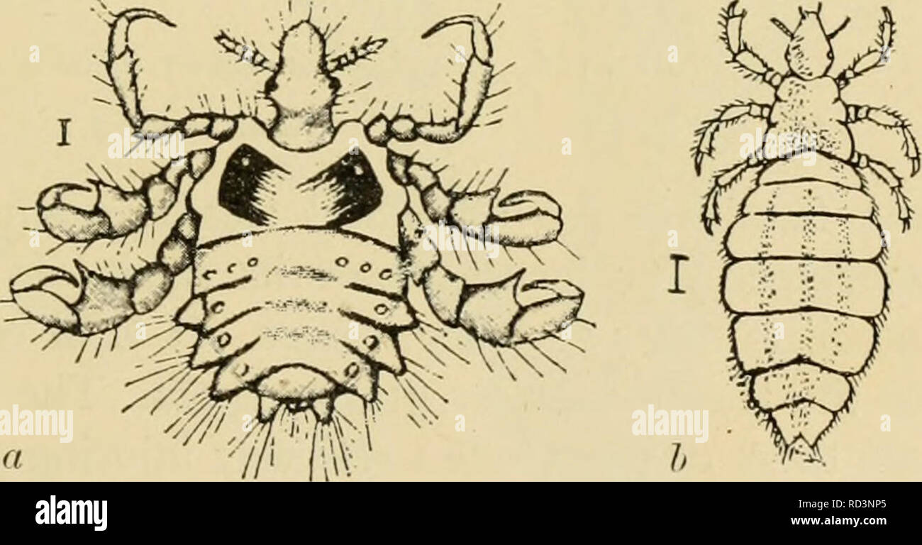 . Elementary entomology. Entomology. Fig. 164. Box-elder bug [Leptocon ...