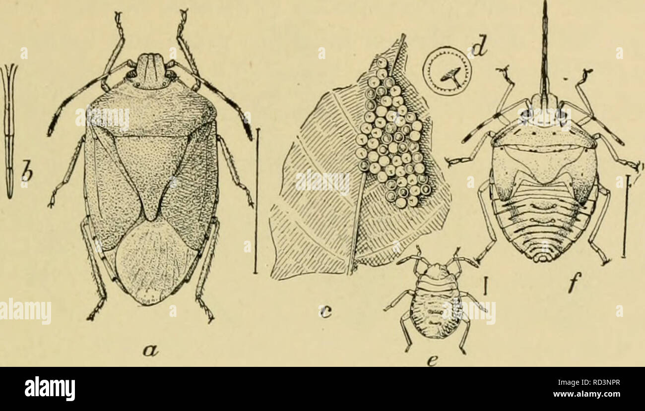 Large Shield Bug Appearance High Resolution Stock Photography and ...