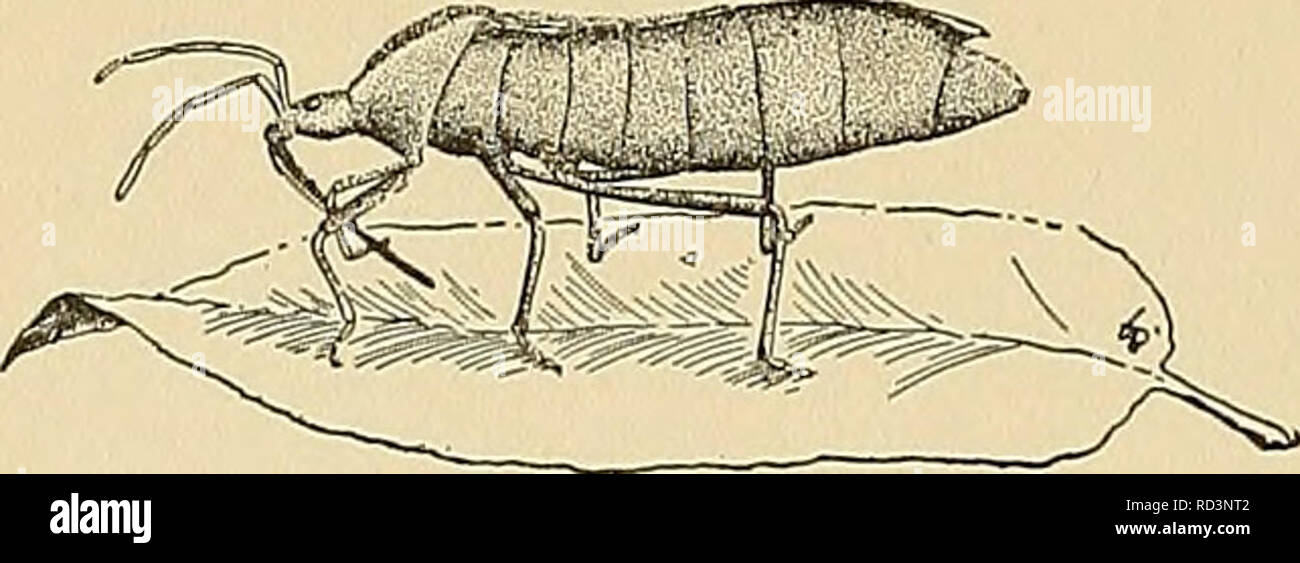 Pear midge hi-res stock photography and images - Alamy