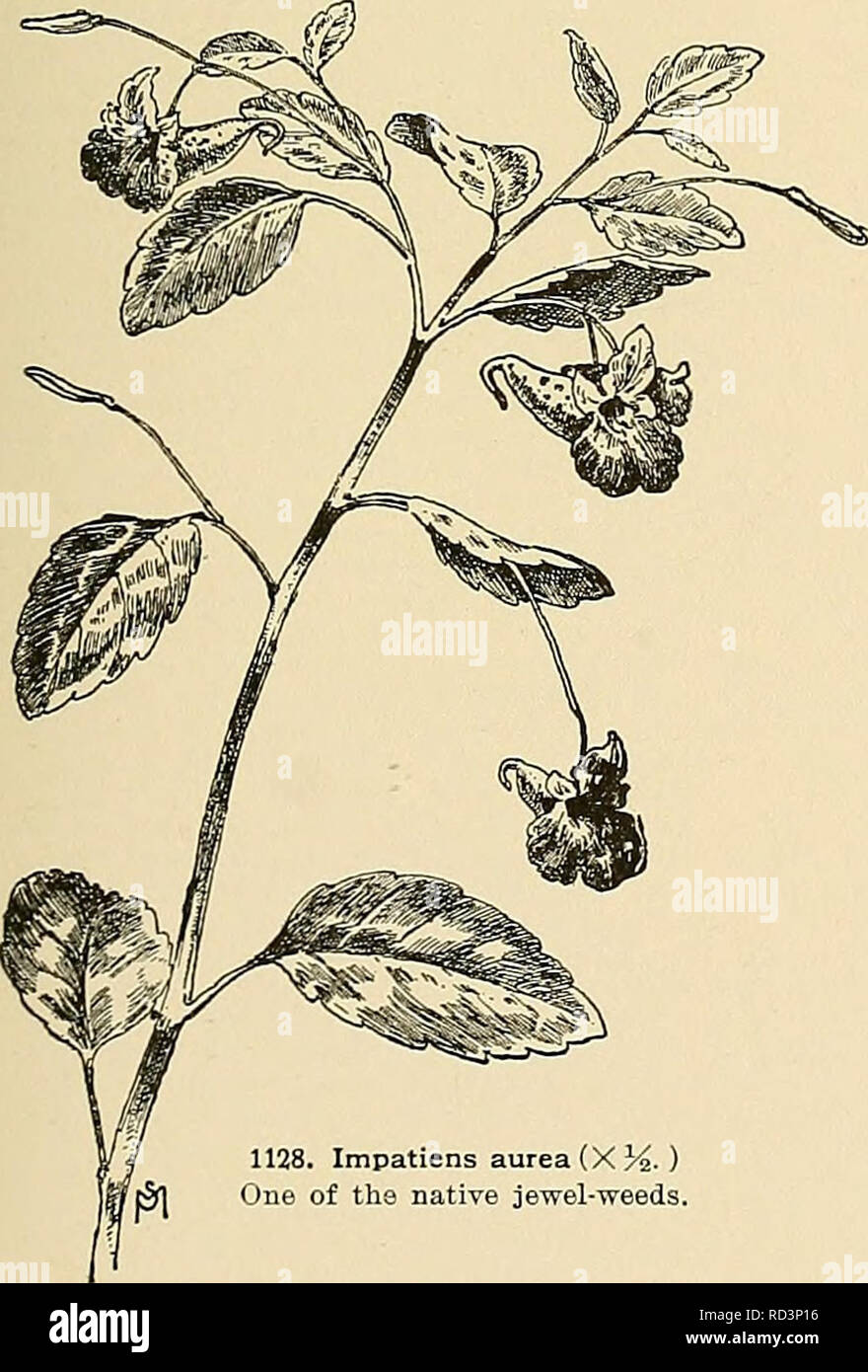 obcordate leaf examples