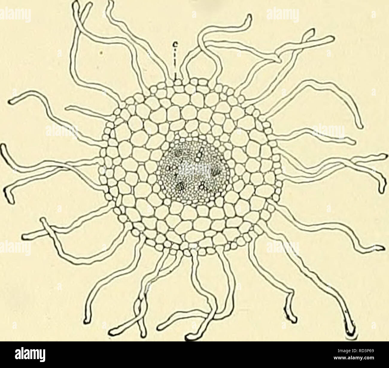 Cross section of a root system hi-res stock photography and images - Alamy