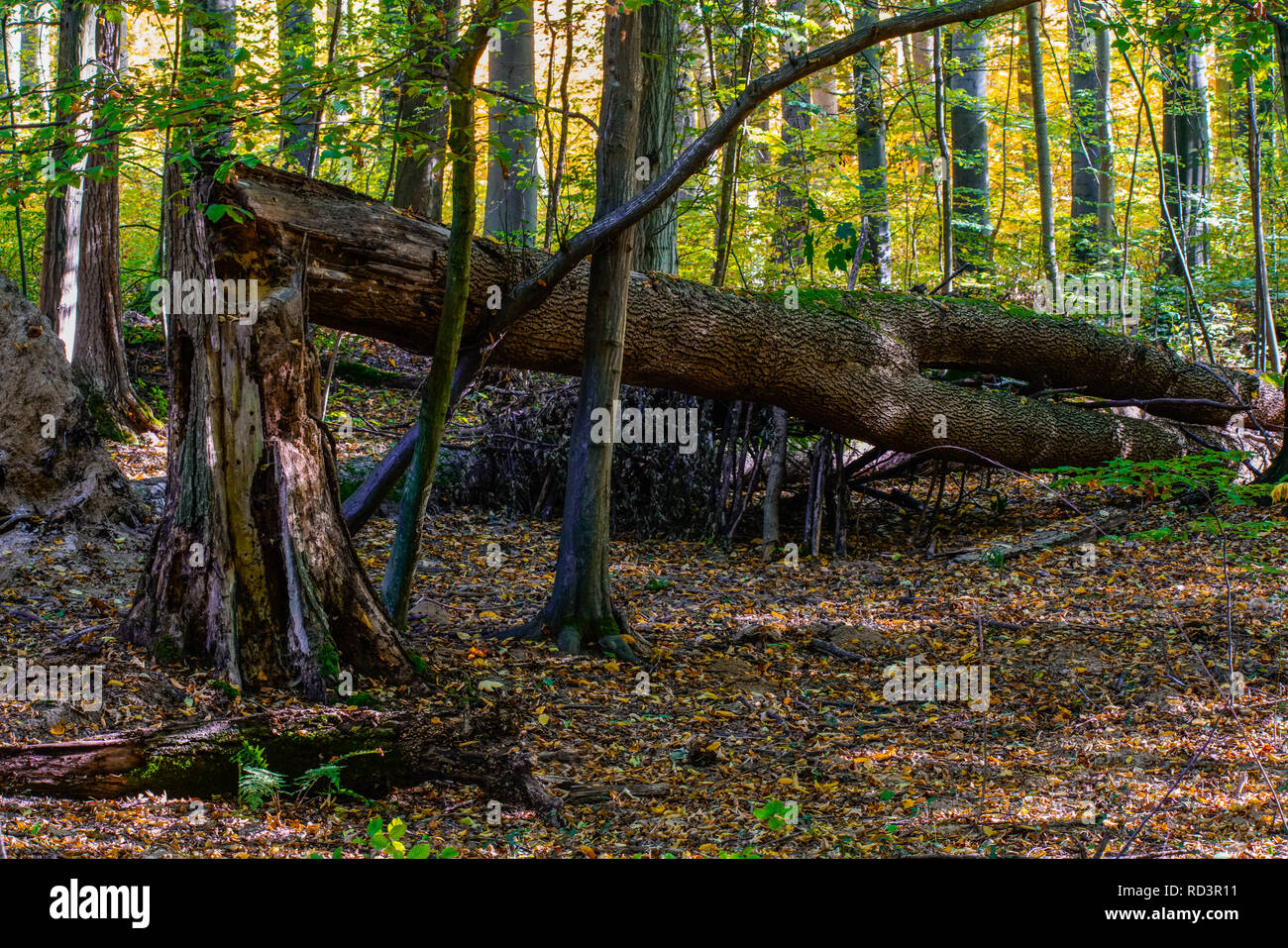 Broken tree hi-res stock photography and images - Alamy