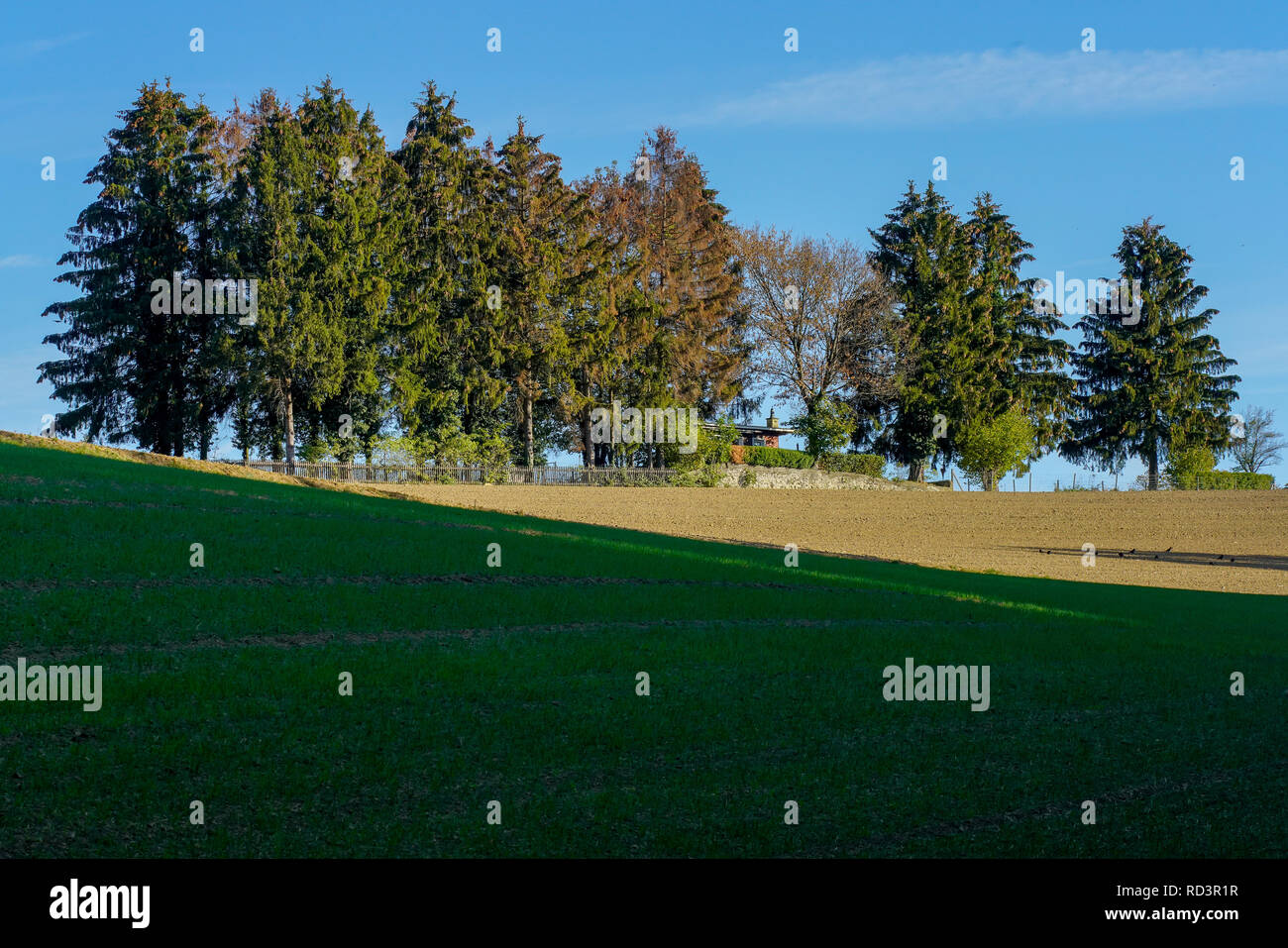 Colorful country landscape with group of trees in the field ...