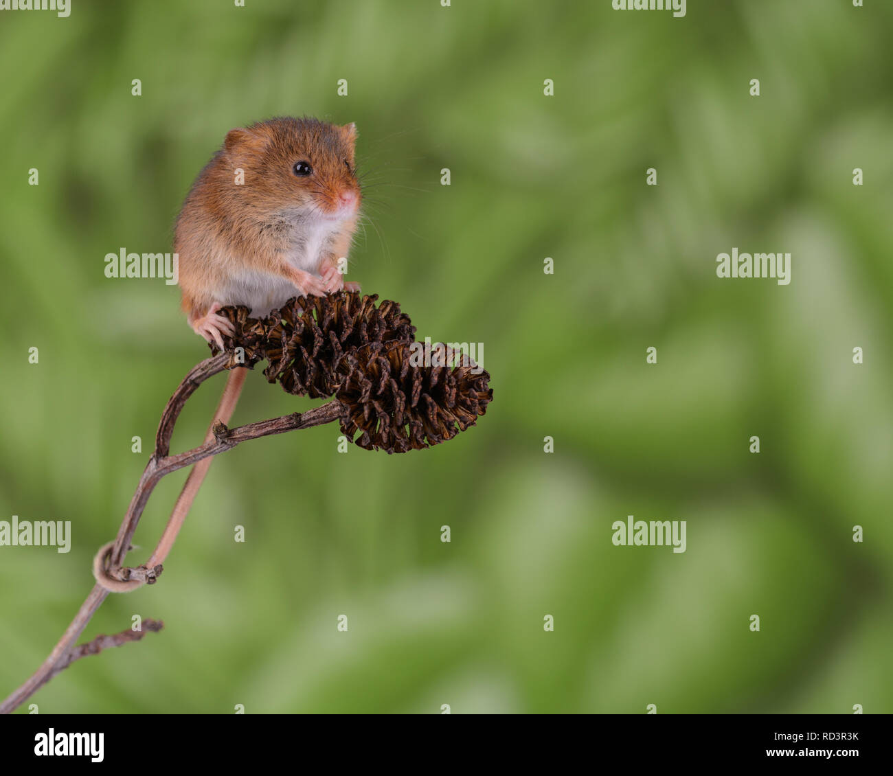 A super cute Harvest mouse. Harvest mice are the smallest native mammal ...