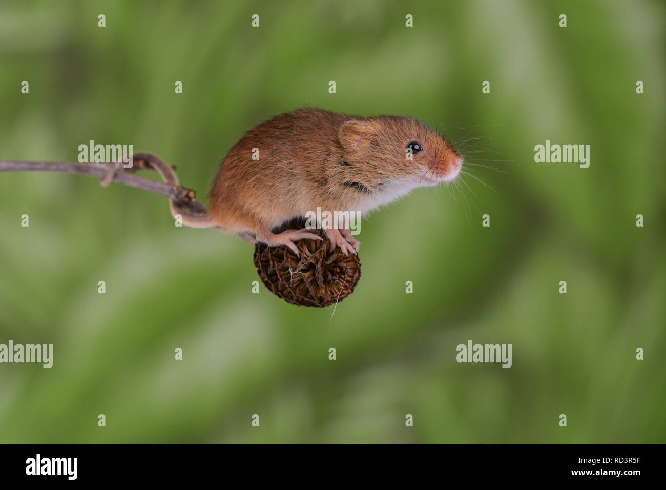 A super cute Harvest mouse. Harvest mice are the smallest native mammal ...