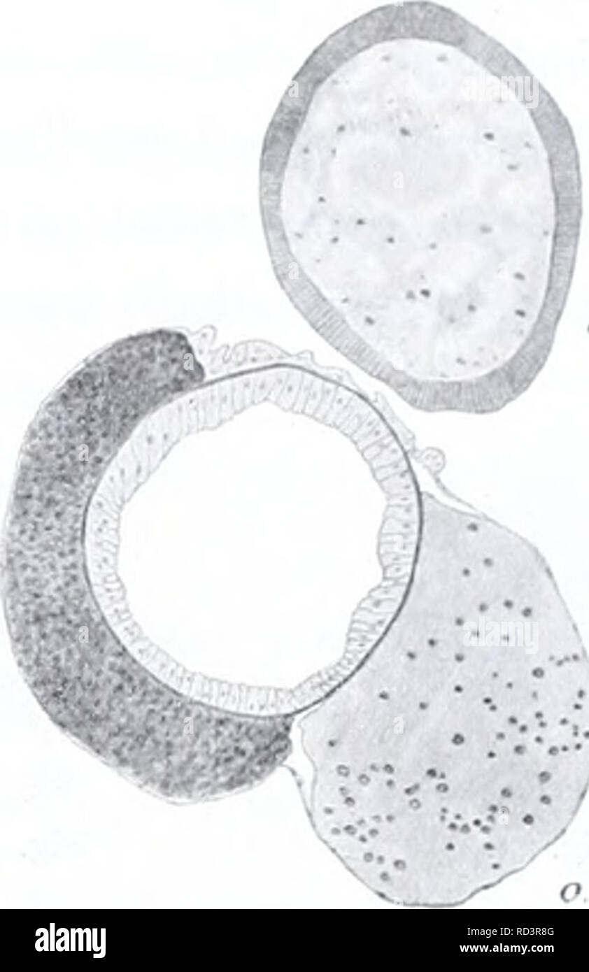 . The Danish Ingolf-expedition. Marine animals -- Arctic regions ...