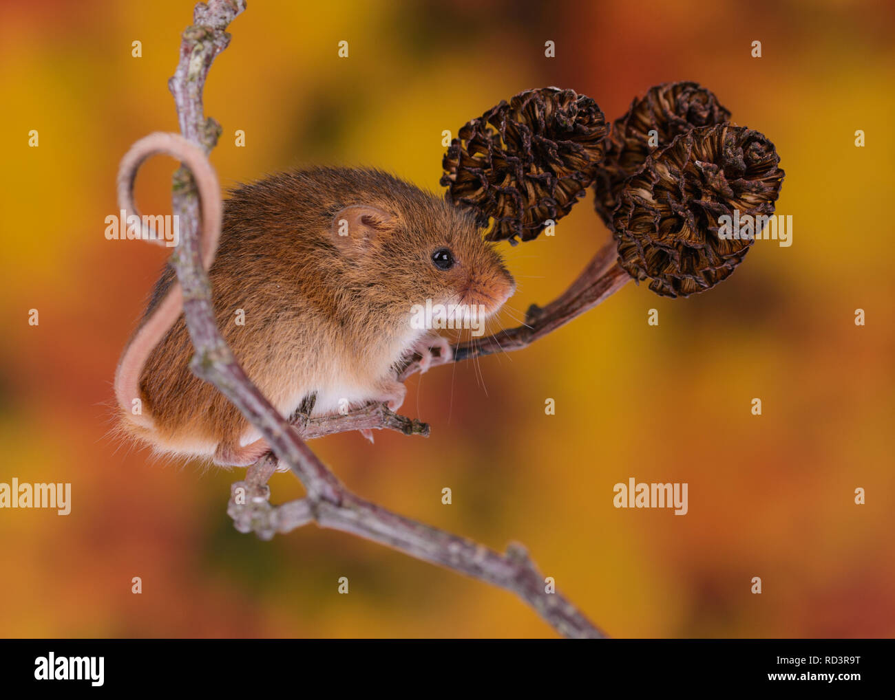 A super cute Harvest mouse. Harvest mice are the smallest native mammal ...