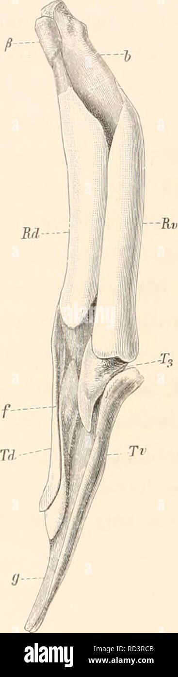Cartilaginous skeletons hi-res stock photography and images - Alamy