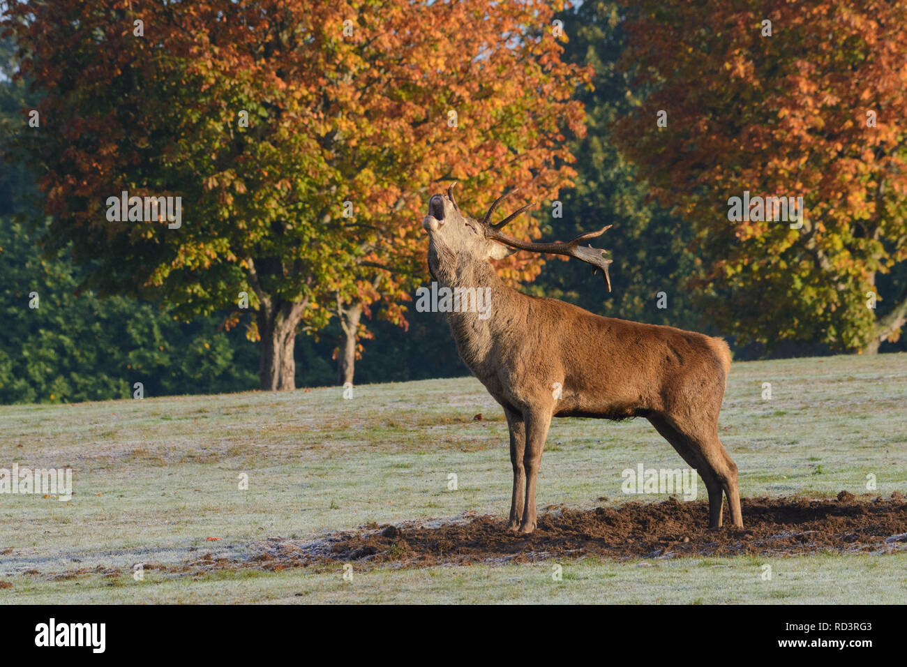 Red Deer Stag Bellowing at the height of the Rutting Season, This is ...