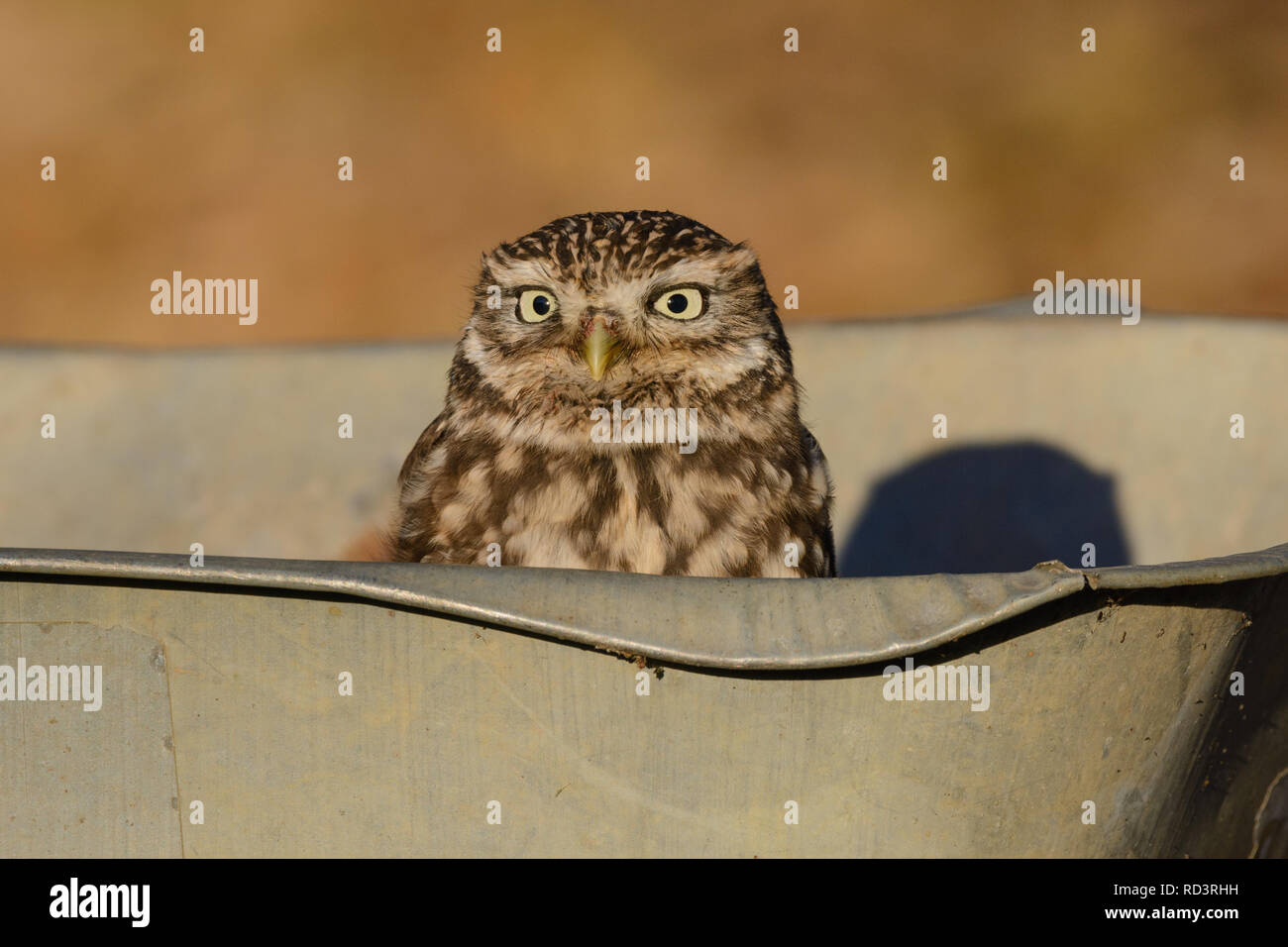A stunning Little Owl, relaxing in a wheel barrow and enjoying the ...