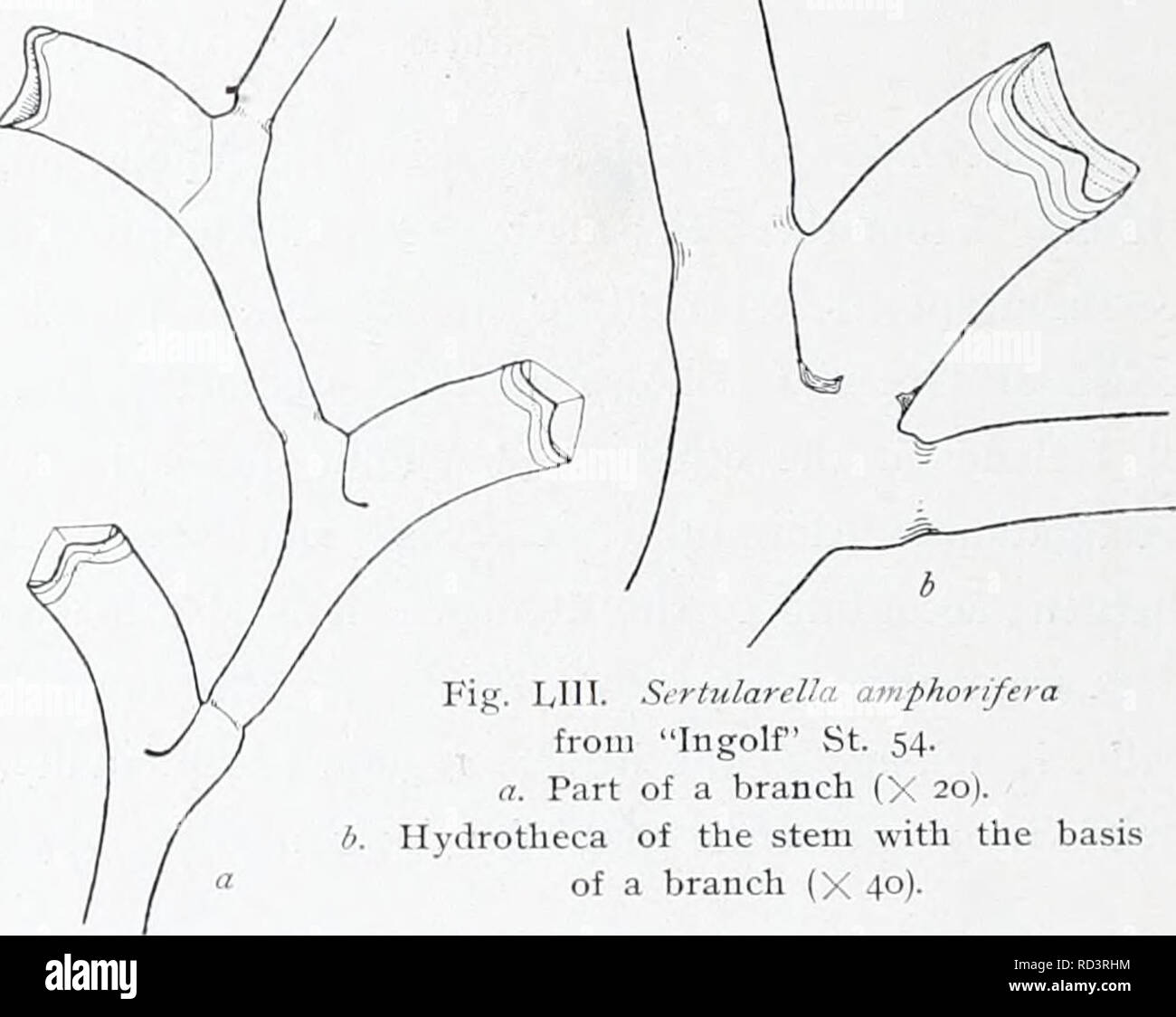 Hydrocaulus hi-res stock photography and images - Alamy