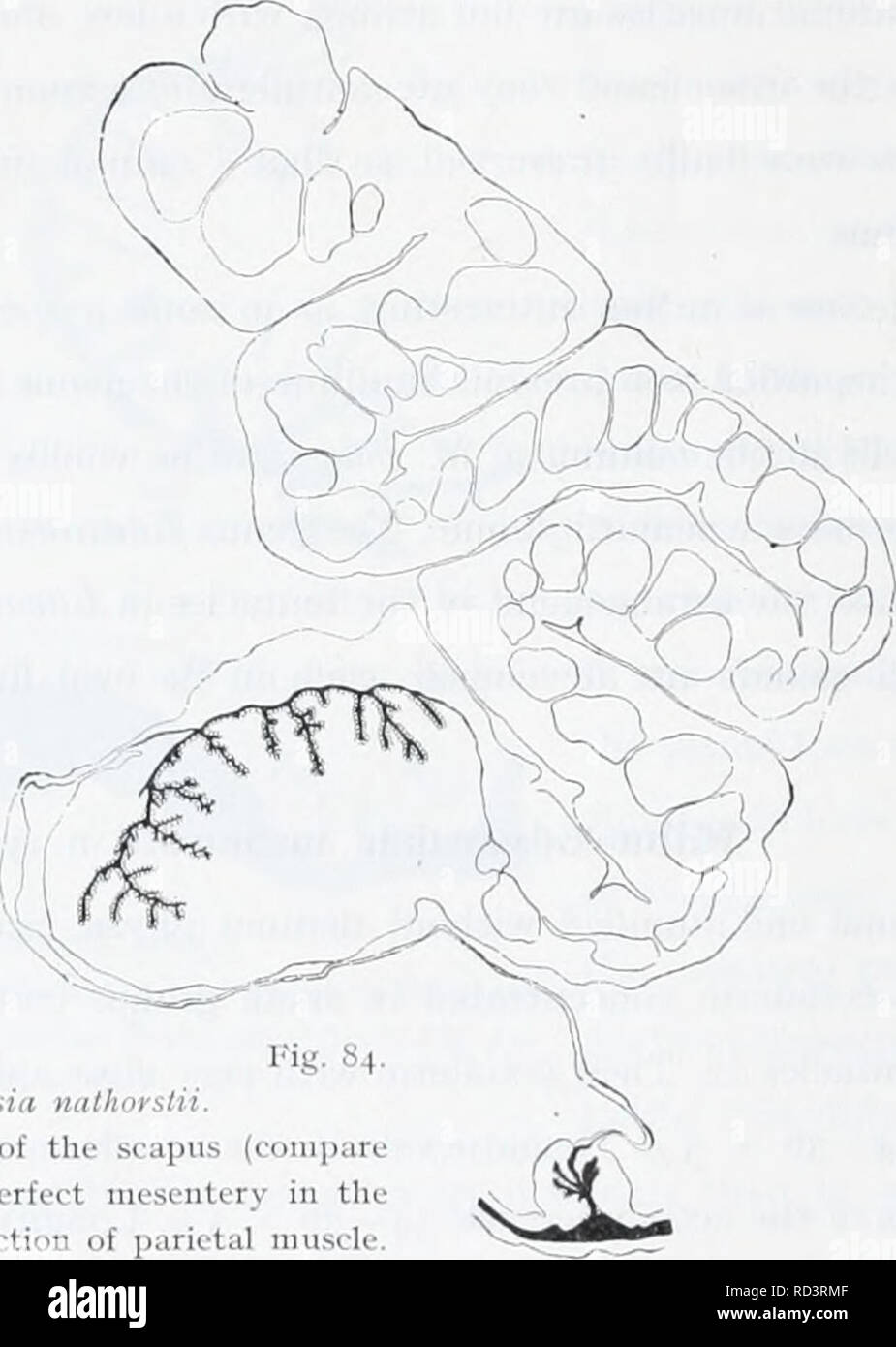 . The Danish Ingolf-expedition. Marine animals -- Arctic regions ...