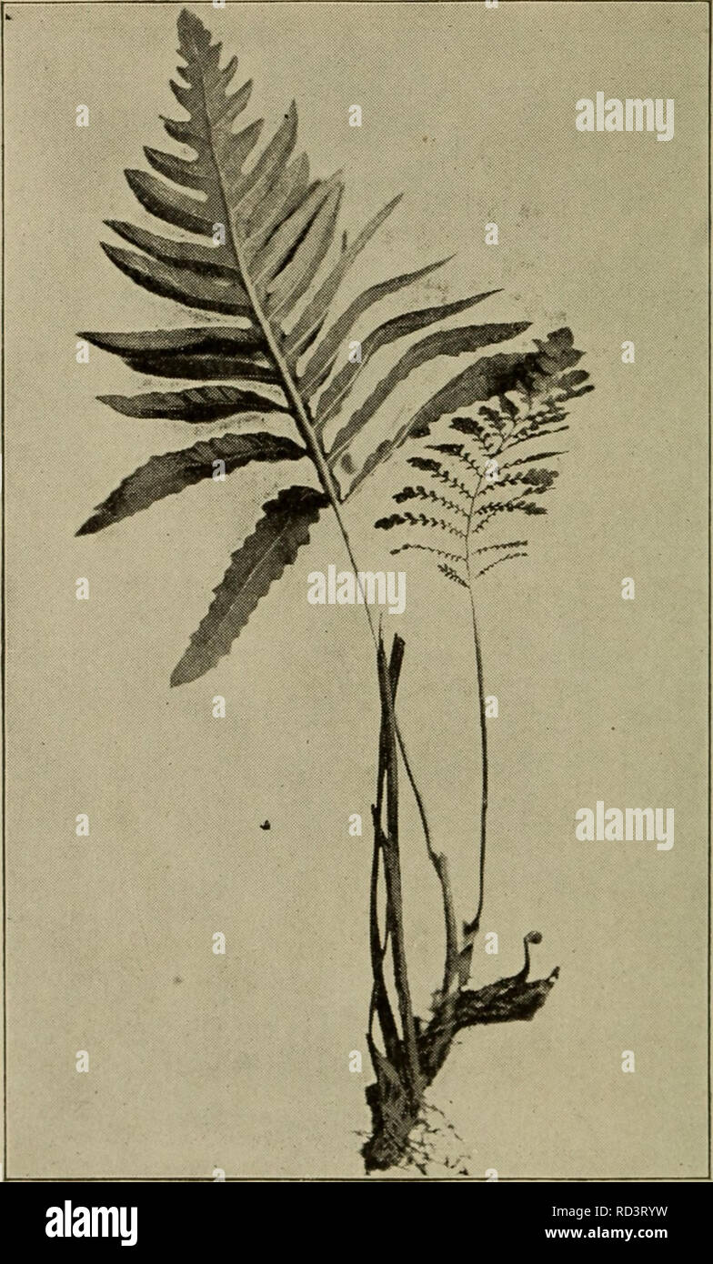 Fern leaf pinnules hi-res stock photography and images - Alamy