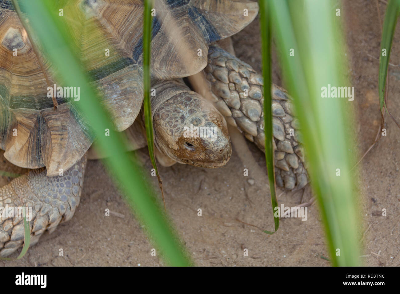 African Spurred Tortoise (Centrochelys sulcate), a.k.a. sulcata ...