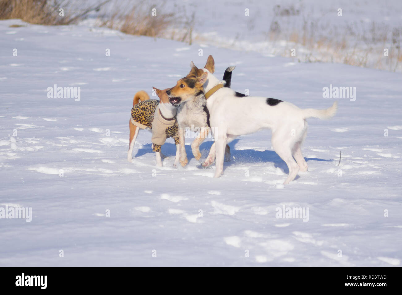 Black basenji hi-res stock photography and images - Alamy