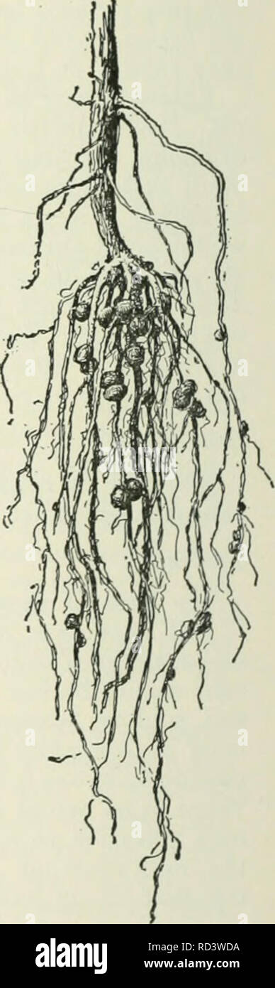 Alfalfa root nodules hi-res stock photography and images - Alamy