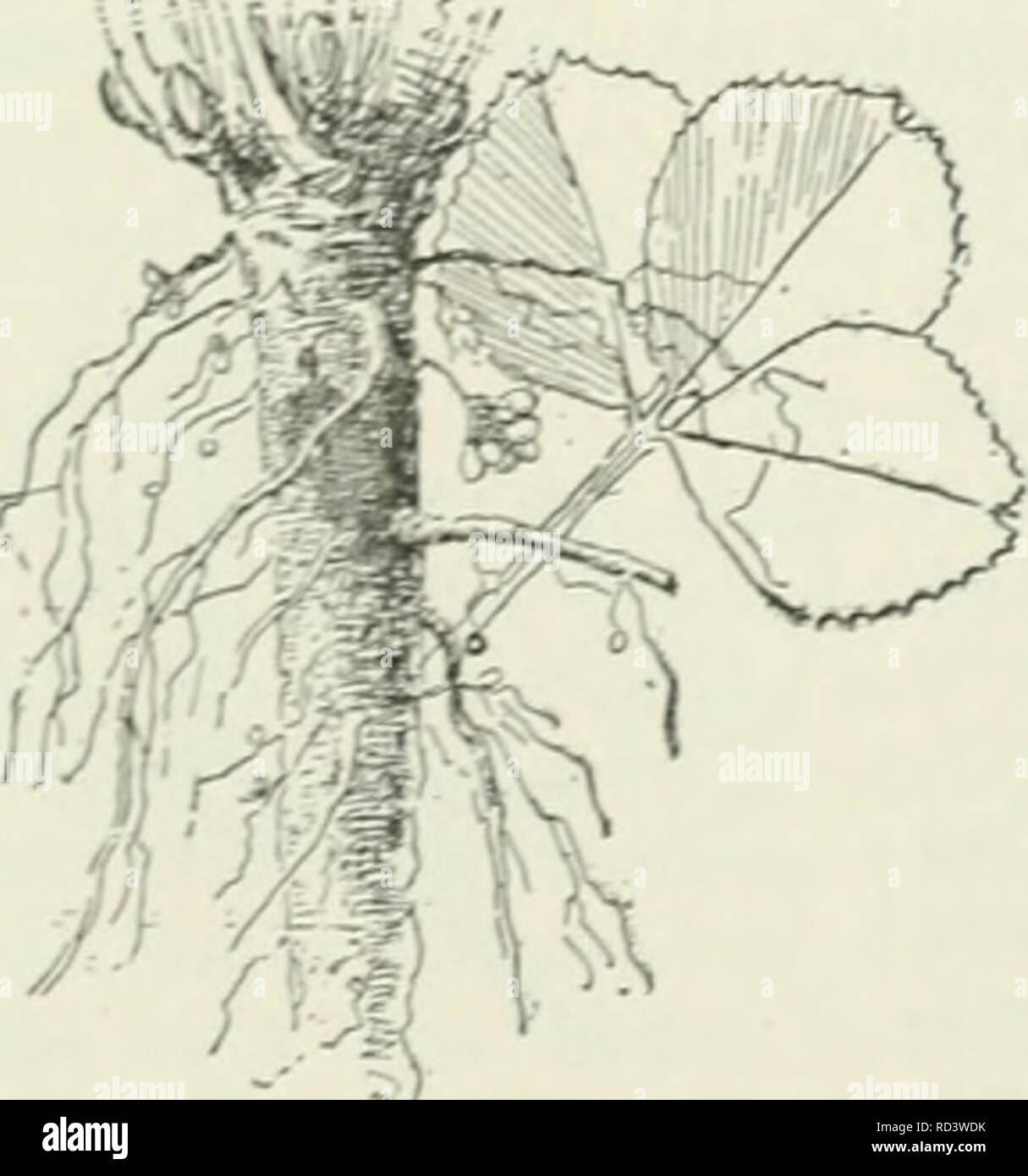 Root nodules leguminous hi-res stock photography and images - Alamy