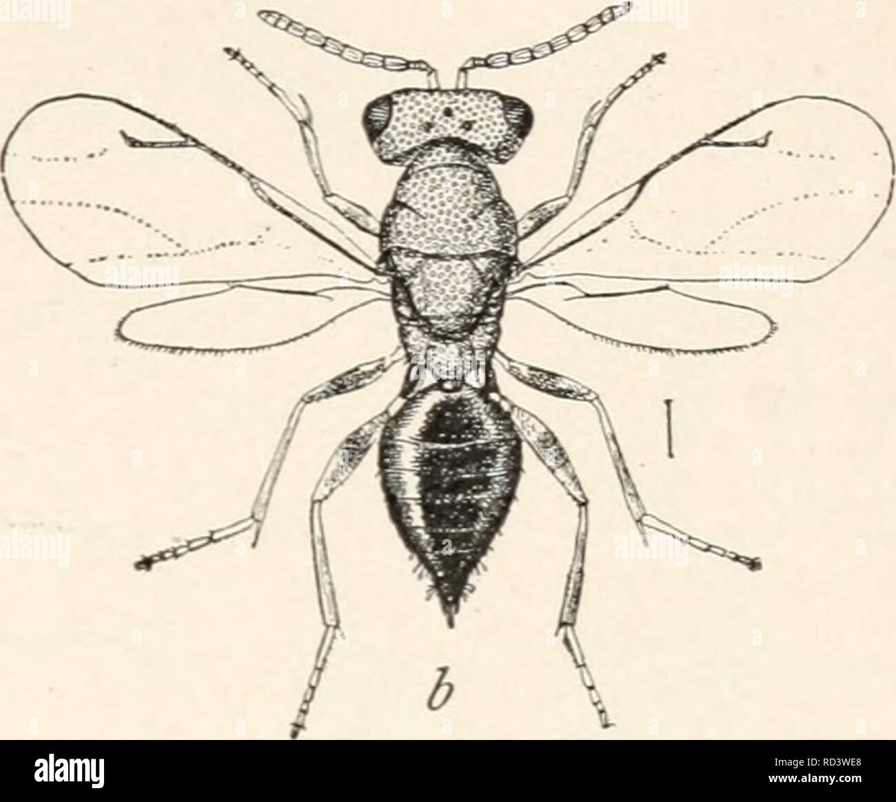 . Elementary entomology. Insects. FIG. 401. Pteromalns pKparntii, a ...