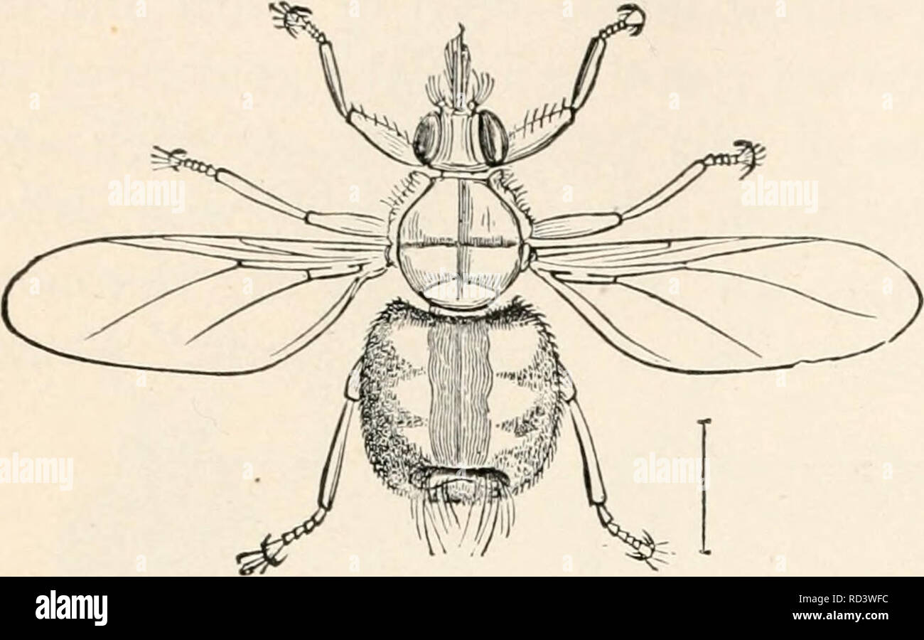 Common sheep tick hi-res stock photography and images - Alamy