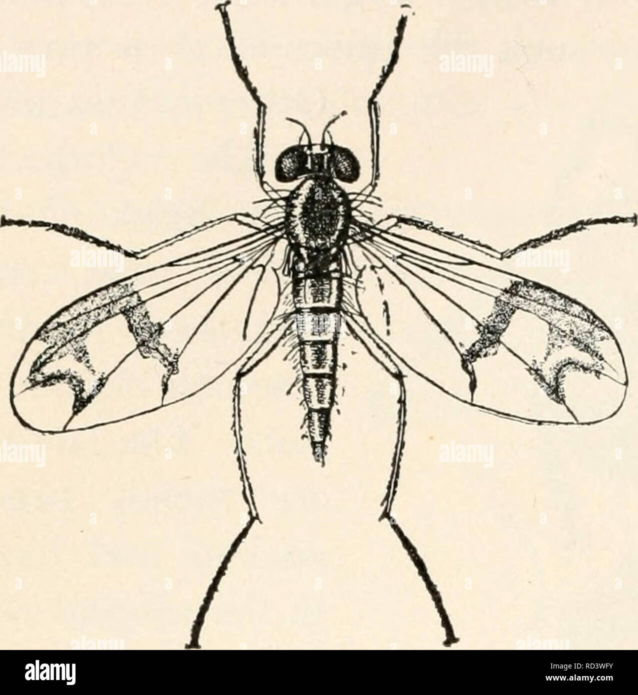 Mimic wasps hi-res stock photography and images - Alamy