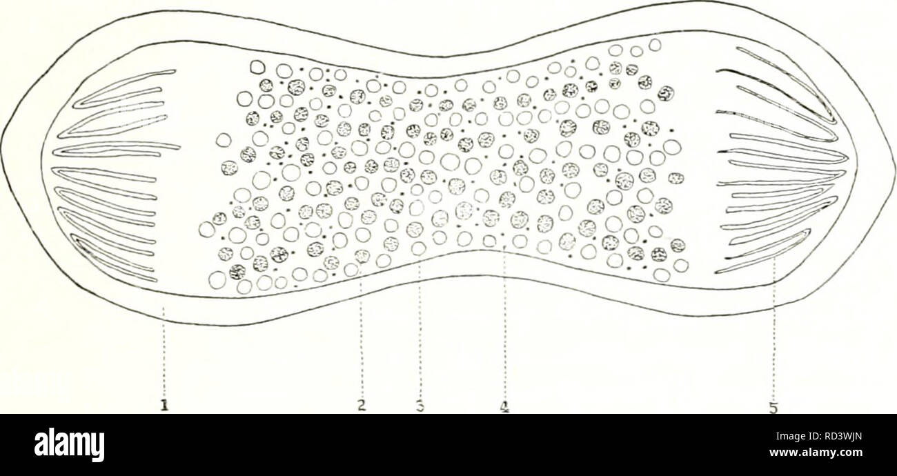 . Cytological observations on Endamoeba blattae. Cells; Endamoeba ...
