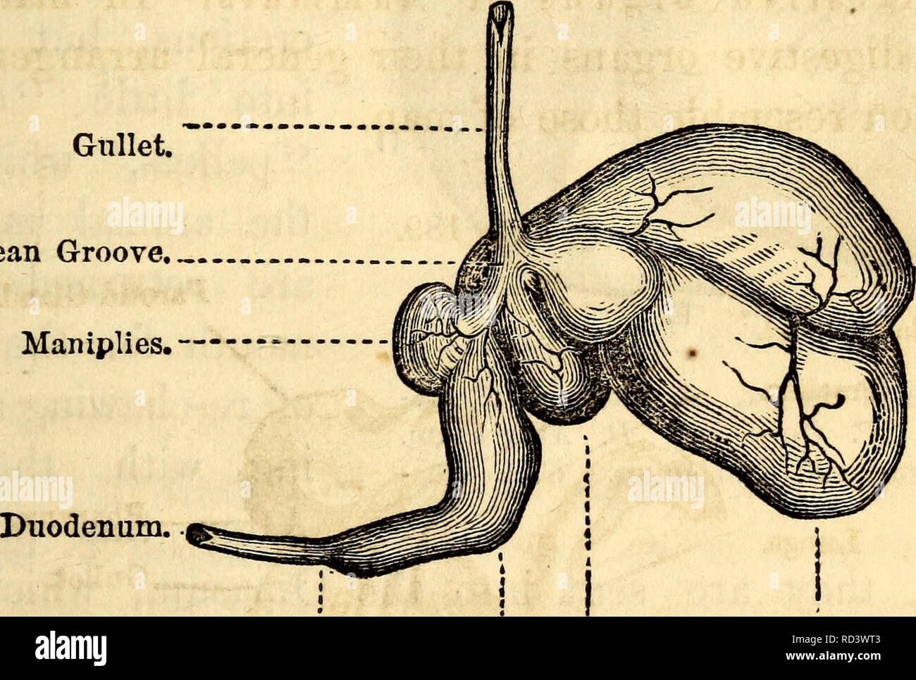 Four fold rule hi-res stock photography and images - Alamy