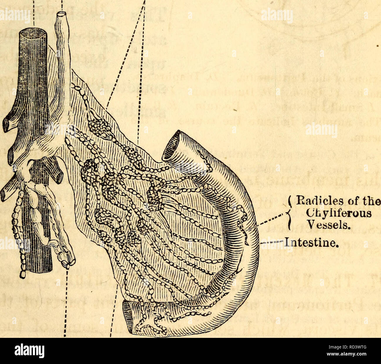 Greater omentum hi-res stock photography and images - Alamy