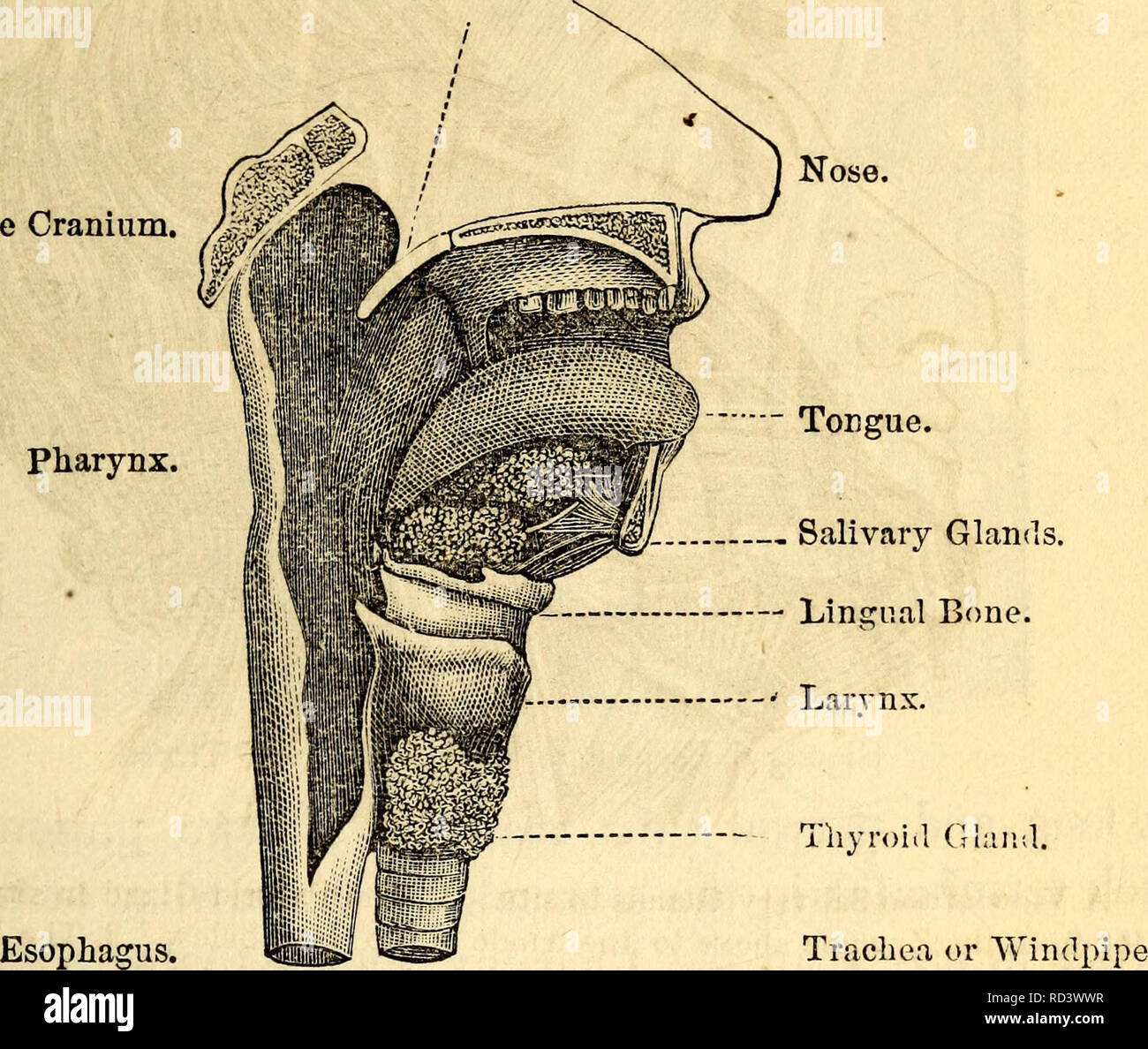 Pendulous ears hi-res stock photography and images - Alamy